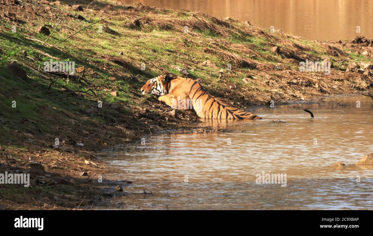 male tiger cooling off in a waterhole at tadoba Stock Photo - Alamy