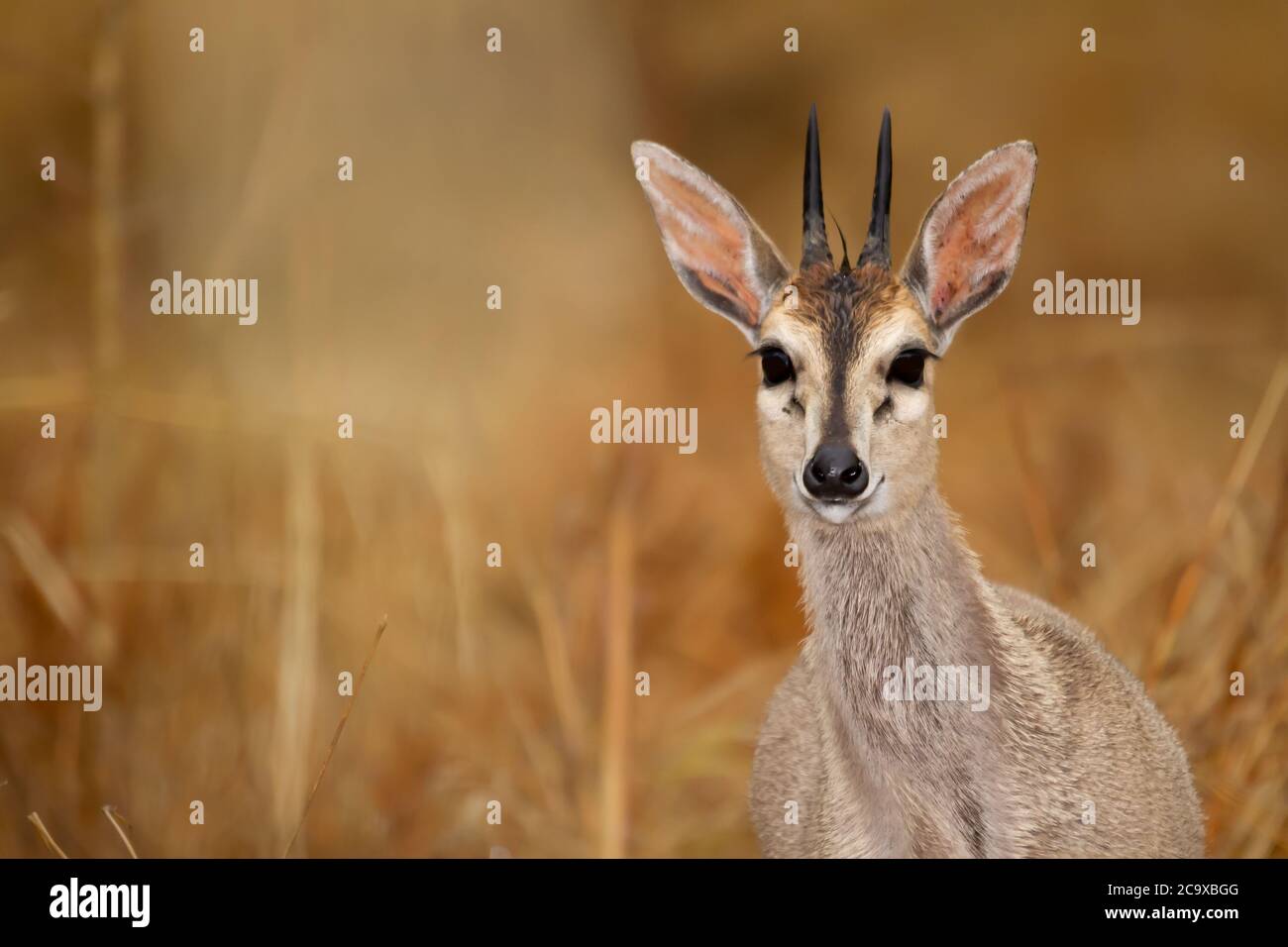 Small antelope in in the Kruger National Park Stock Photo - Alamy