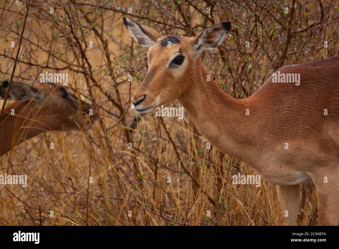 African antelope with curved horns hi-res stock photography and images ...