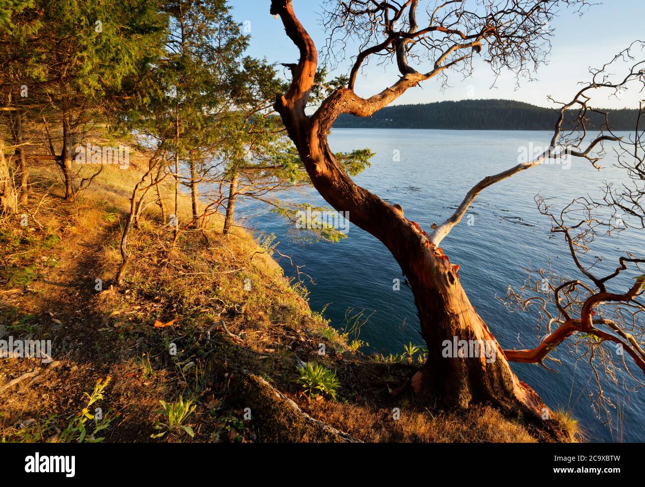 Pacific madrone (Arbutus menziesii) overlooking Skagit Bay, Skagit ...