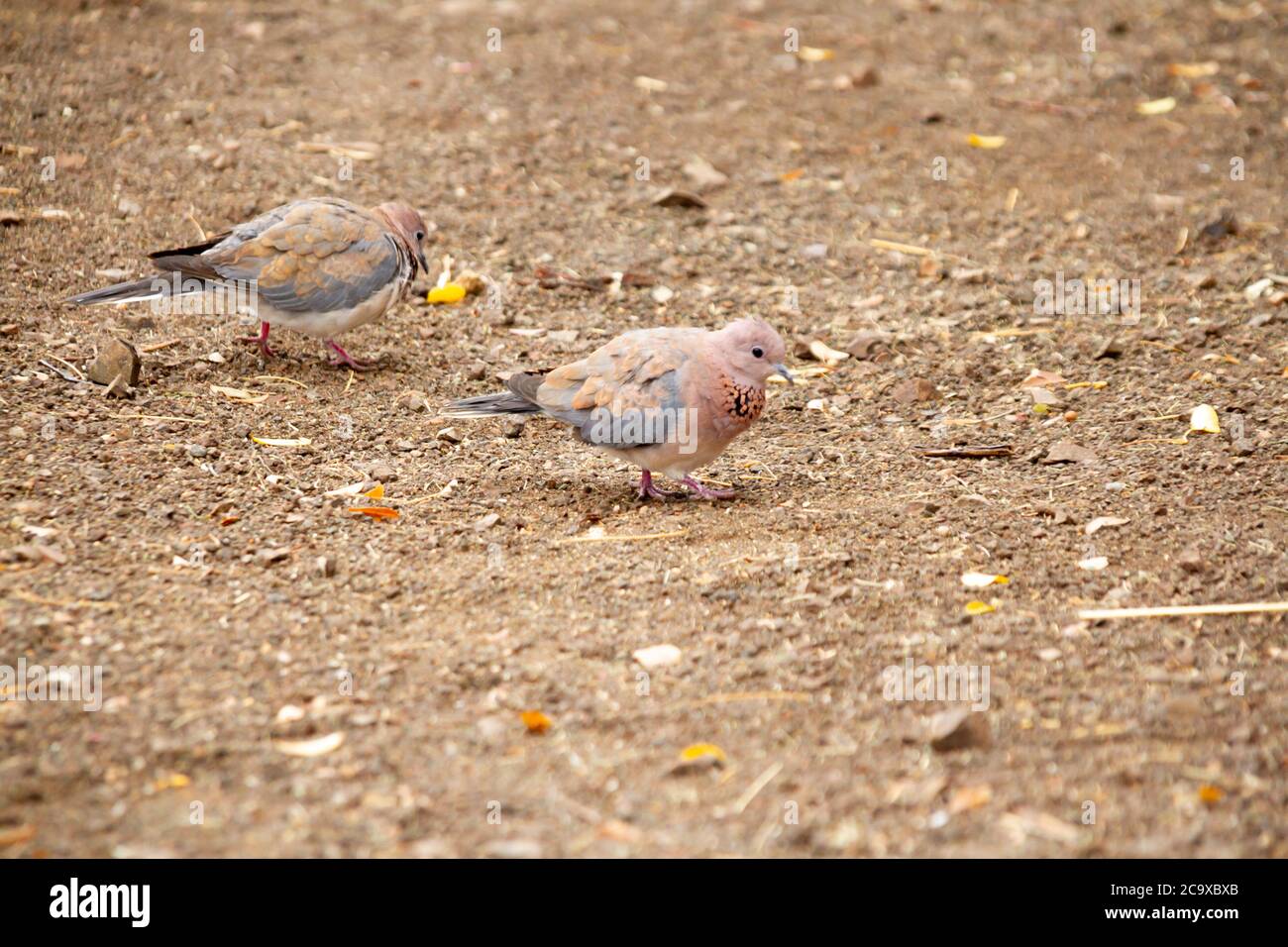 Pigeon searching for grains and insects on the savanna in the Kruger ...