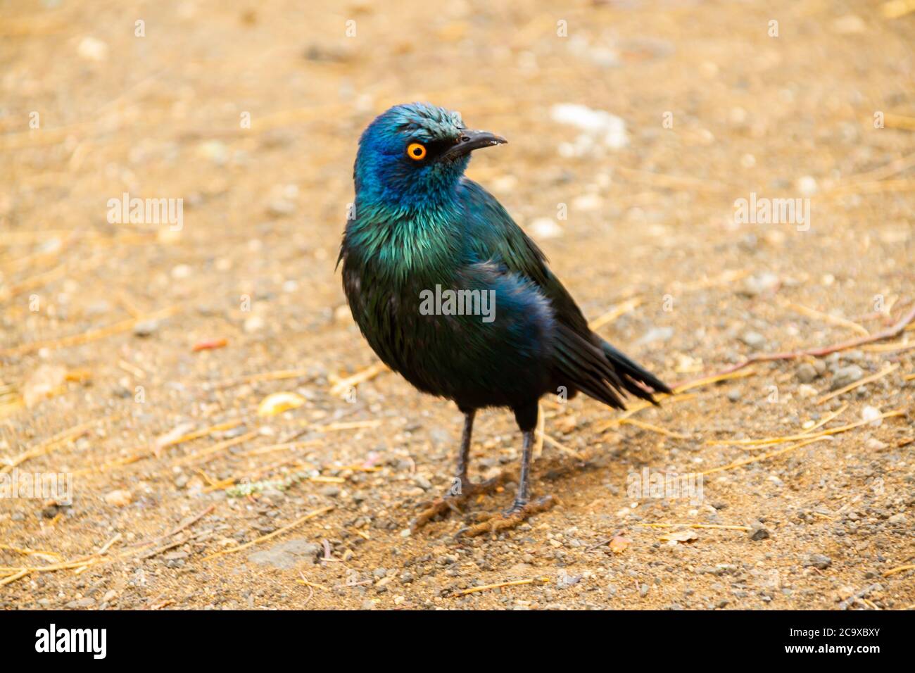 Iridescent blue bird africa hi-res stock photography and images - Alamy