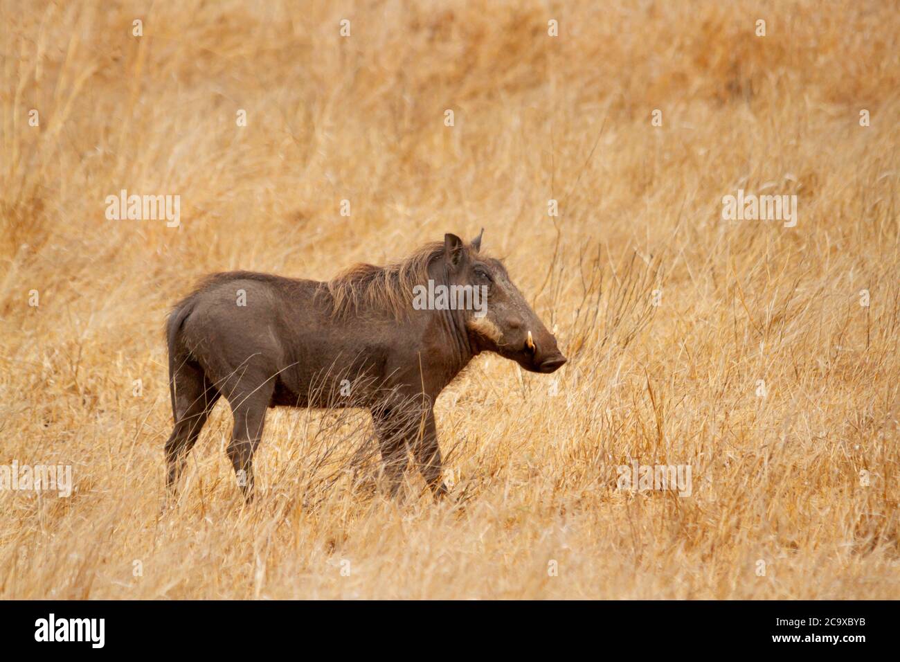 Juvenile warthog walking the savannah in the Kruger National Park in ...
