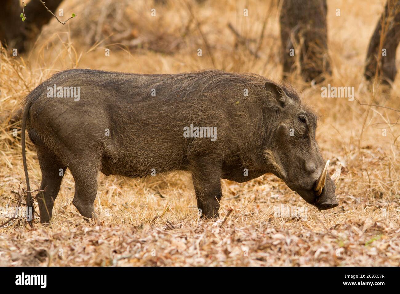 Adult warthog walking among the African bushes in the Kruger Park in ...