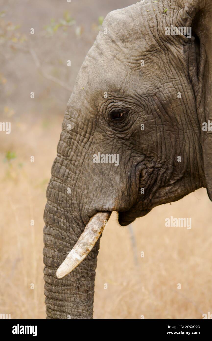 African elephant in profile hi-res stock photography and images - Alamy