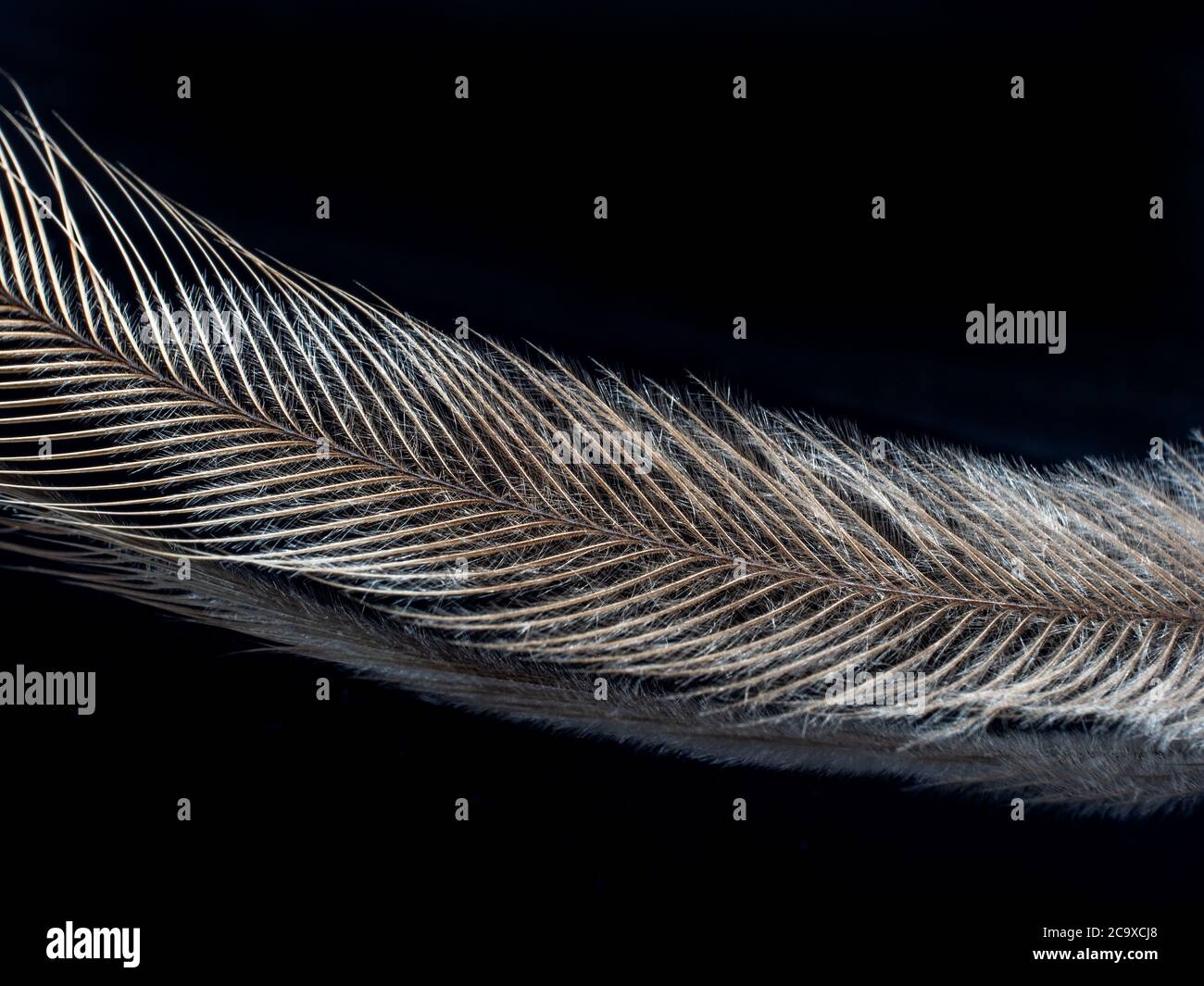 Dark emu hi-res stock photography and images - Alamy