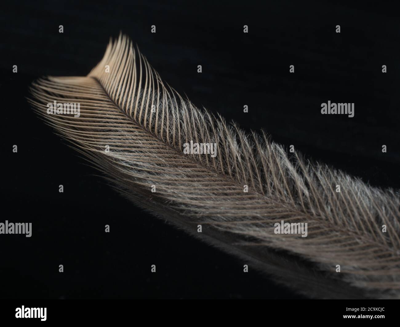 Dark emu hi-res stock photography and images - Alamy