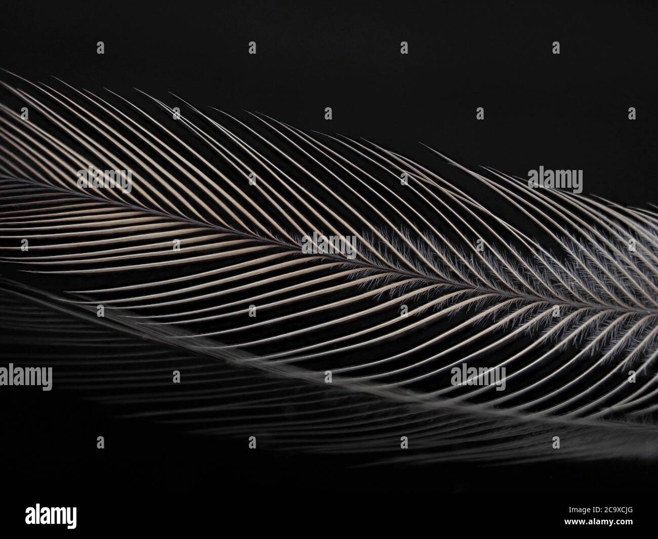 Dark emu hi-res stock photography and images - Alamy