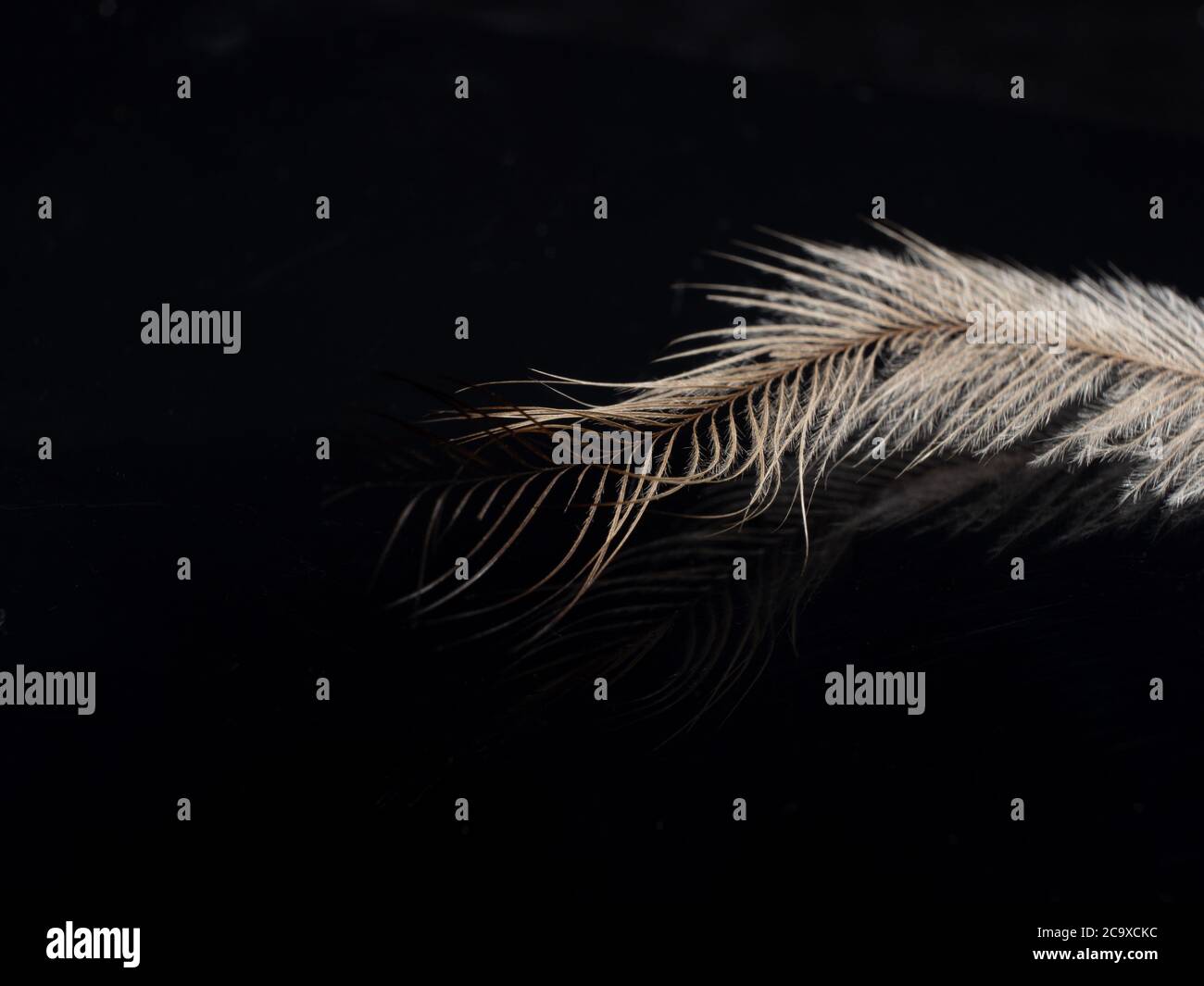 Beautiful emu bird hi-res stock photography and images - Alamy