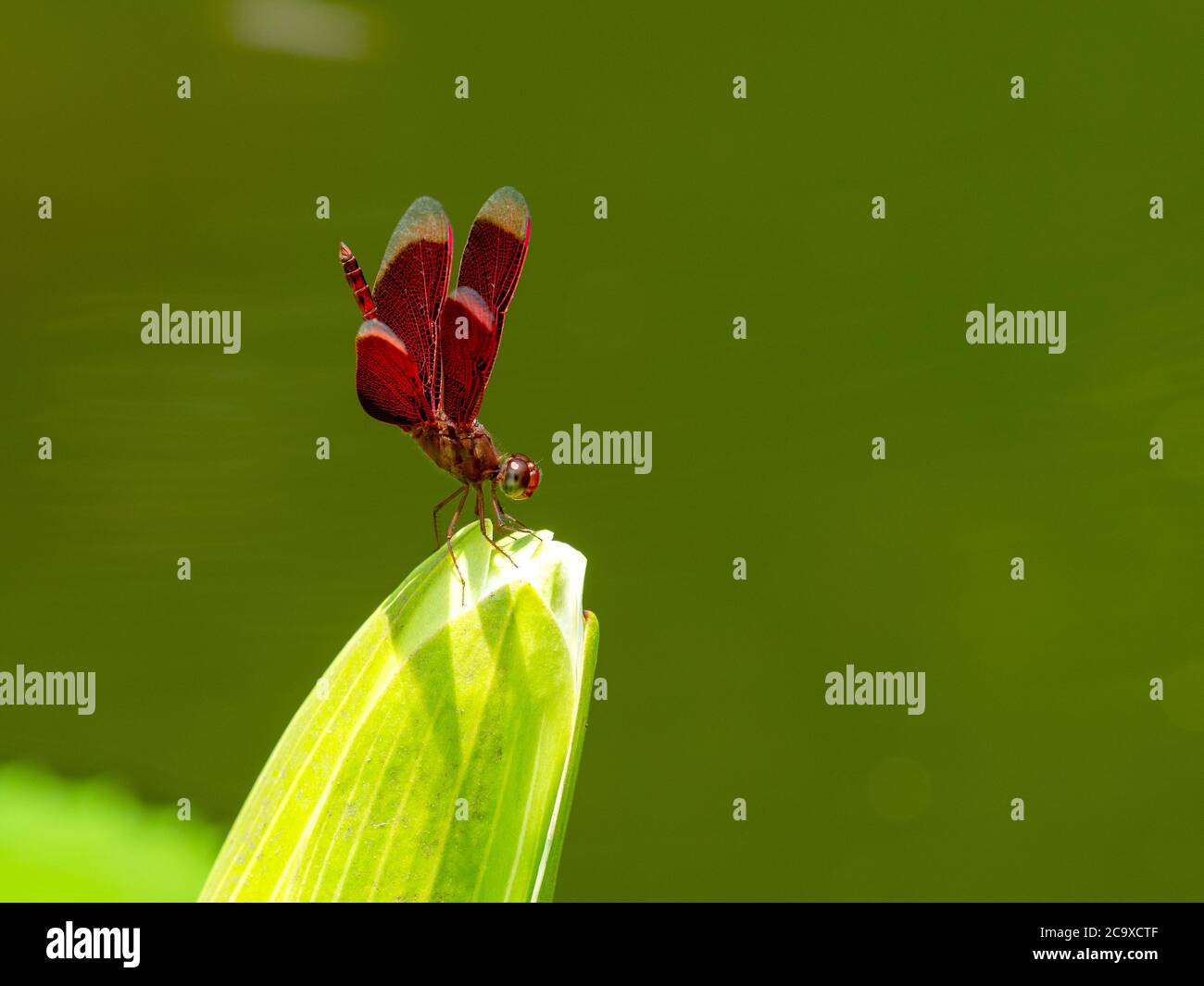 Neurothemis fluctuans dragonfly hi-res stock photography and images - Alamy