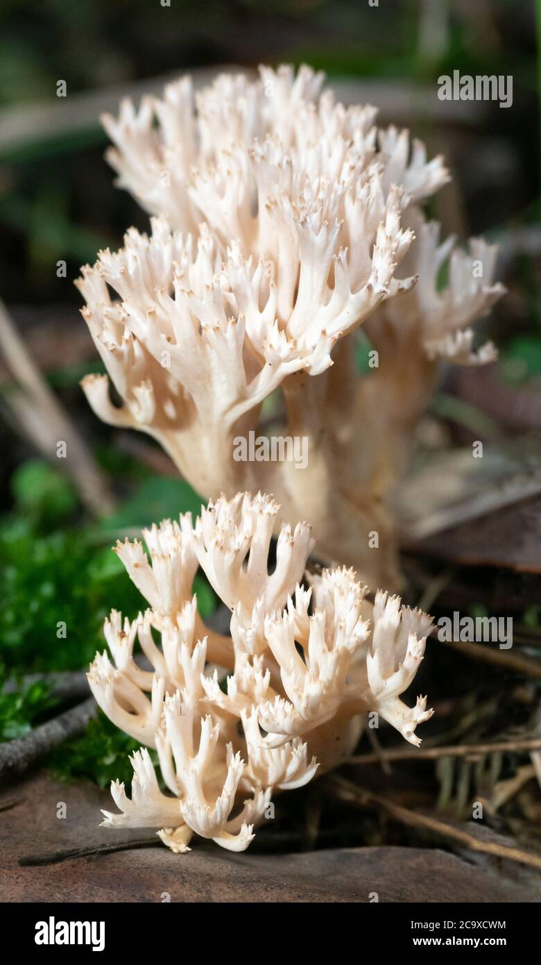Coral fungi hi-res stock photography and images - Alamy