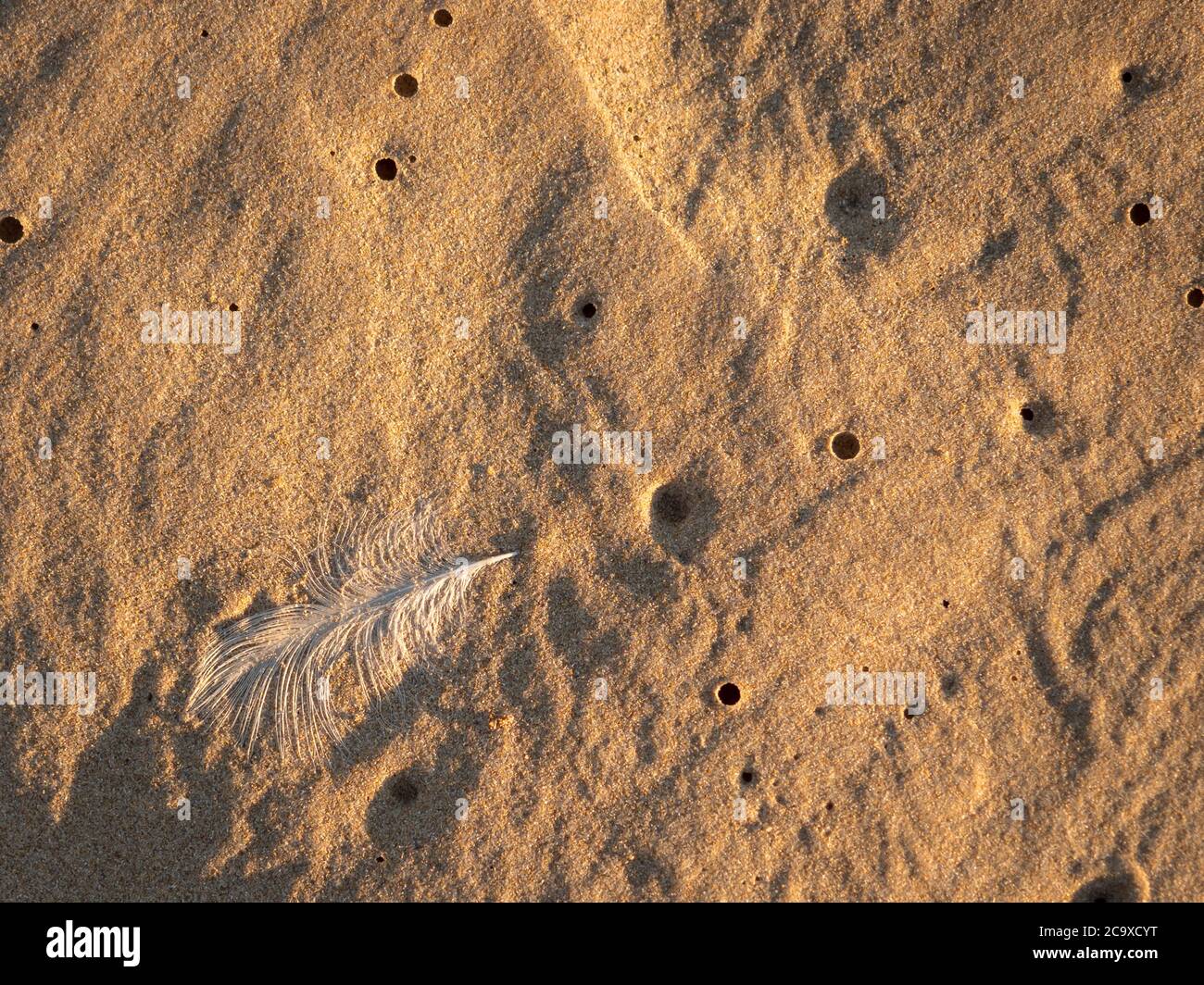 Feather rays hi-res stock photography and images - Alamy