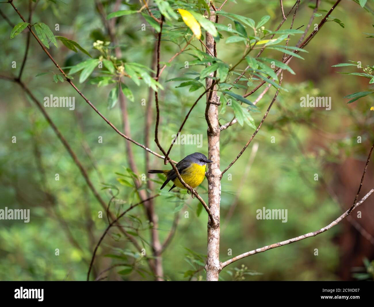 Eastern Yellow Robin Stock Photo - Alamy