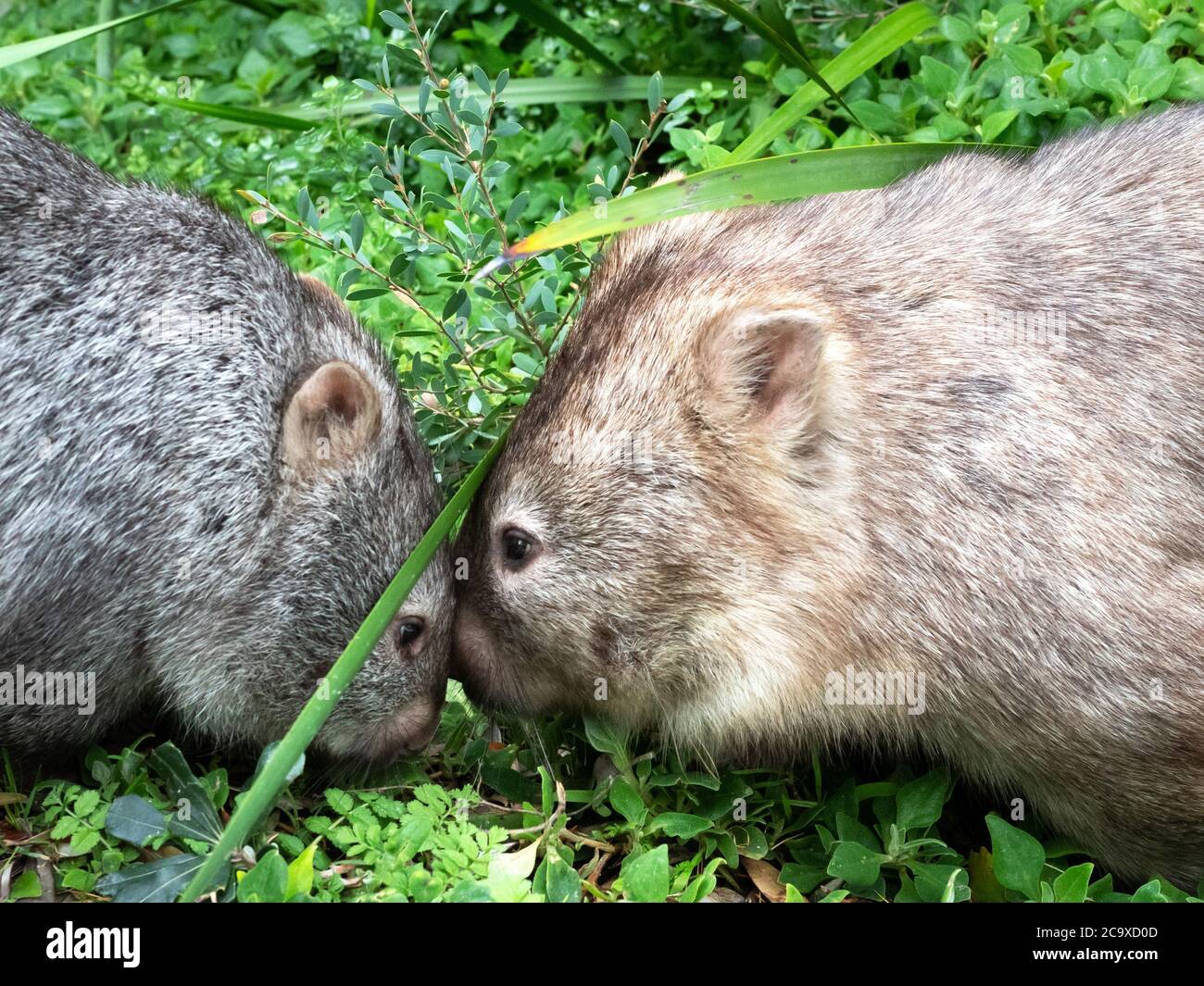 Wombats hi-res stock photography and images - Alamy