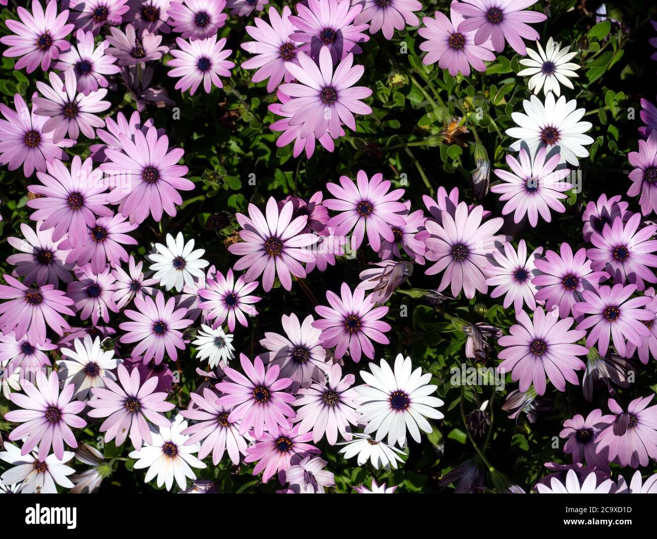 Daisy bushes african daisies hi-res stock photography and images - Alamy