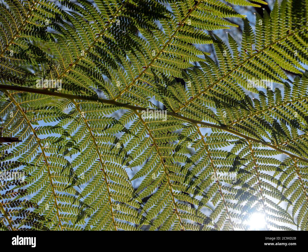 Fern branch hi-res stock photography and images - Alamy