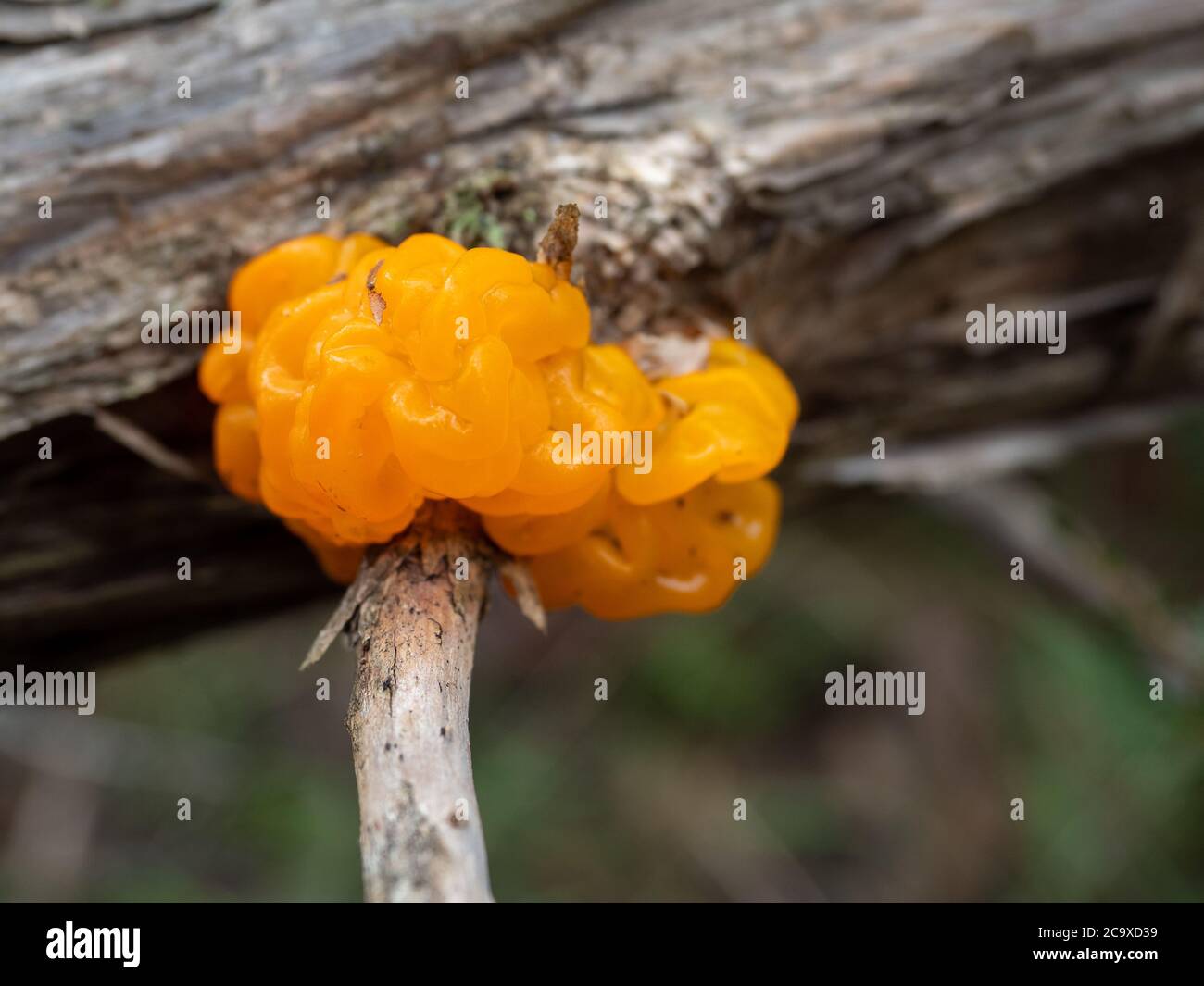 Australian fungus hi-res stock photography and images - Alamy