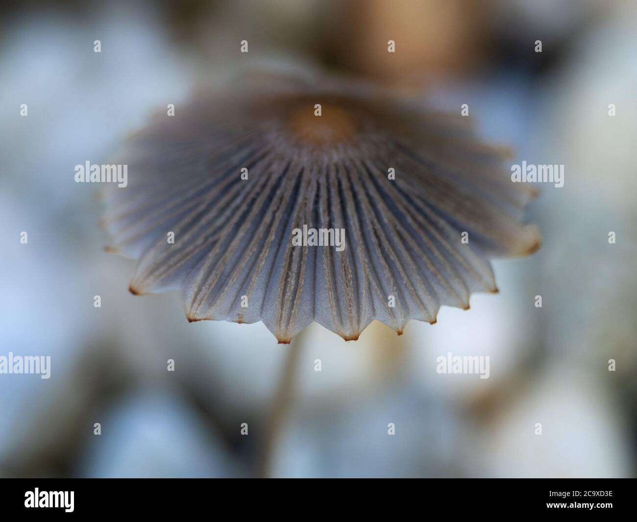Pleated ink cap fungi hi-res stock photography and images - Alamy