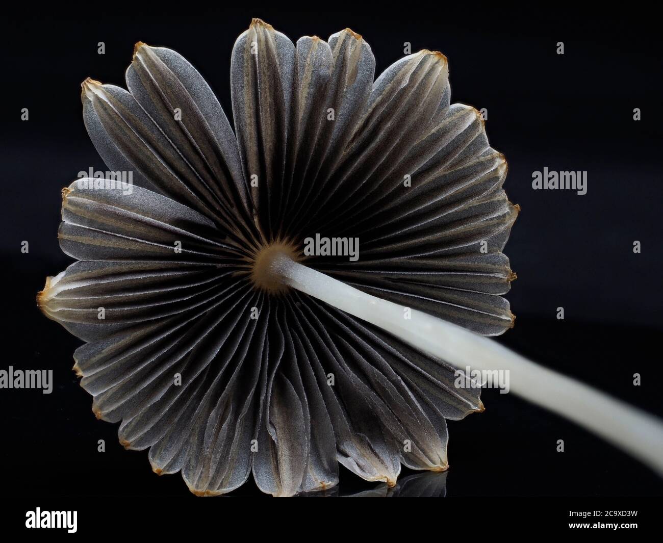 Pleated ink cap fungi hi-res stock photography and images - Alamy