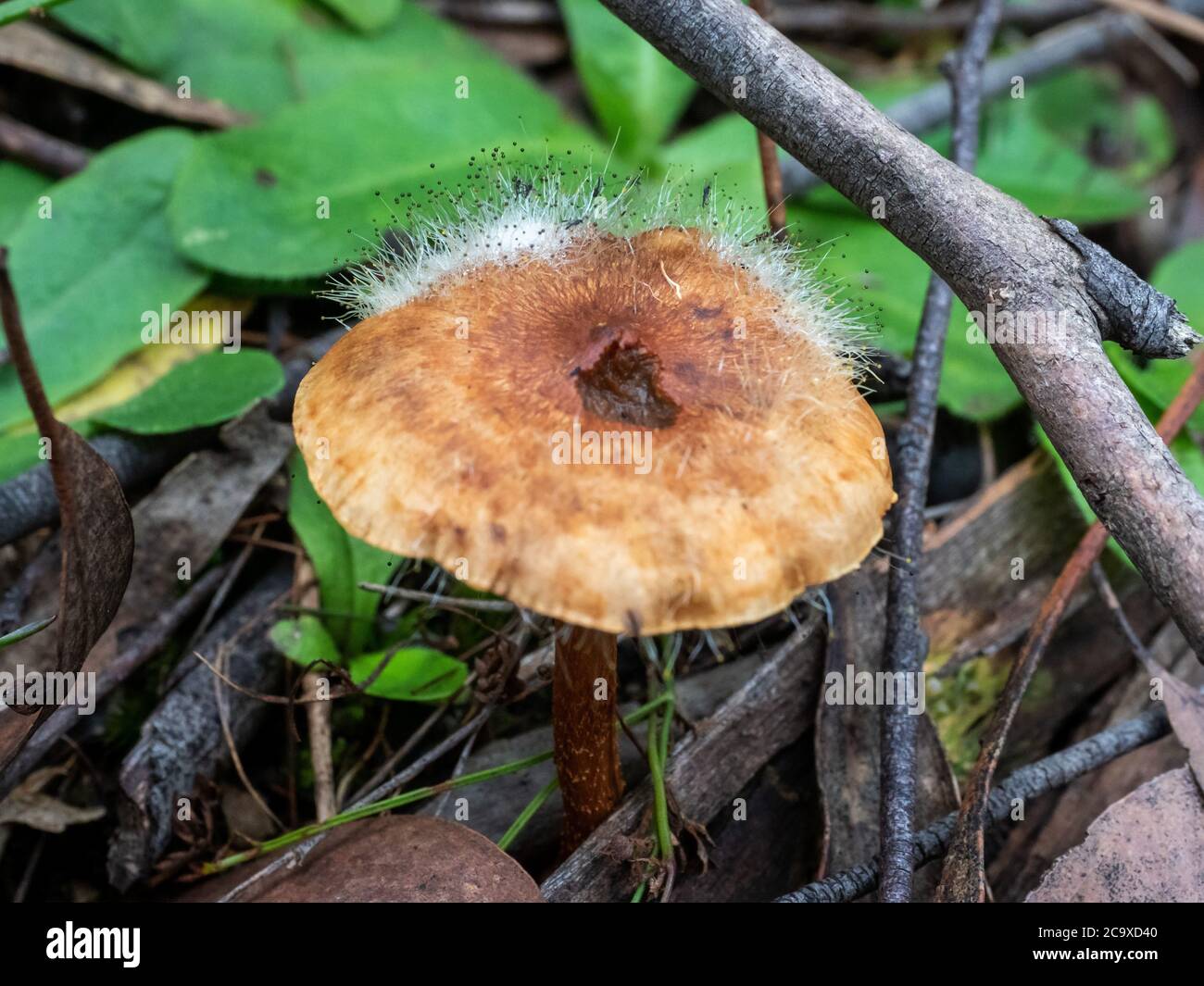 Mold fungi hi-res stock photography and images - Alamy