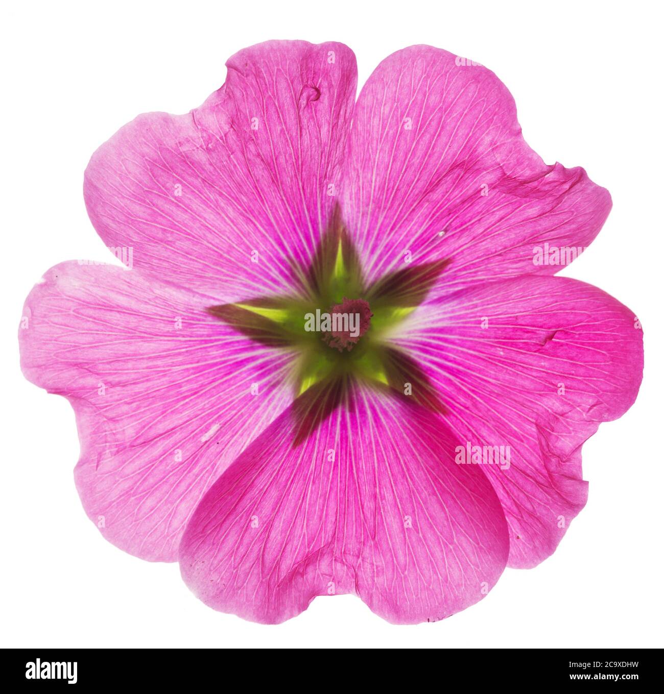 Stockrose flower isolated on white background Stock Photo - Alamy