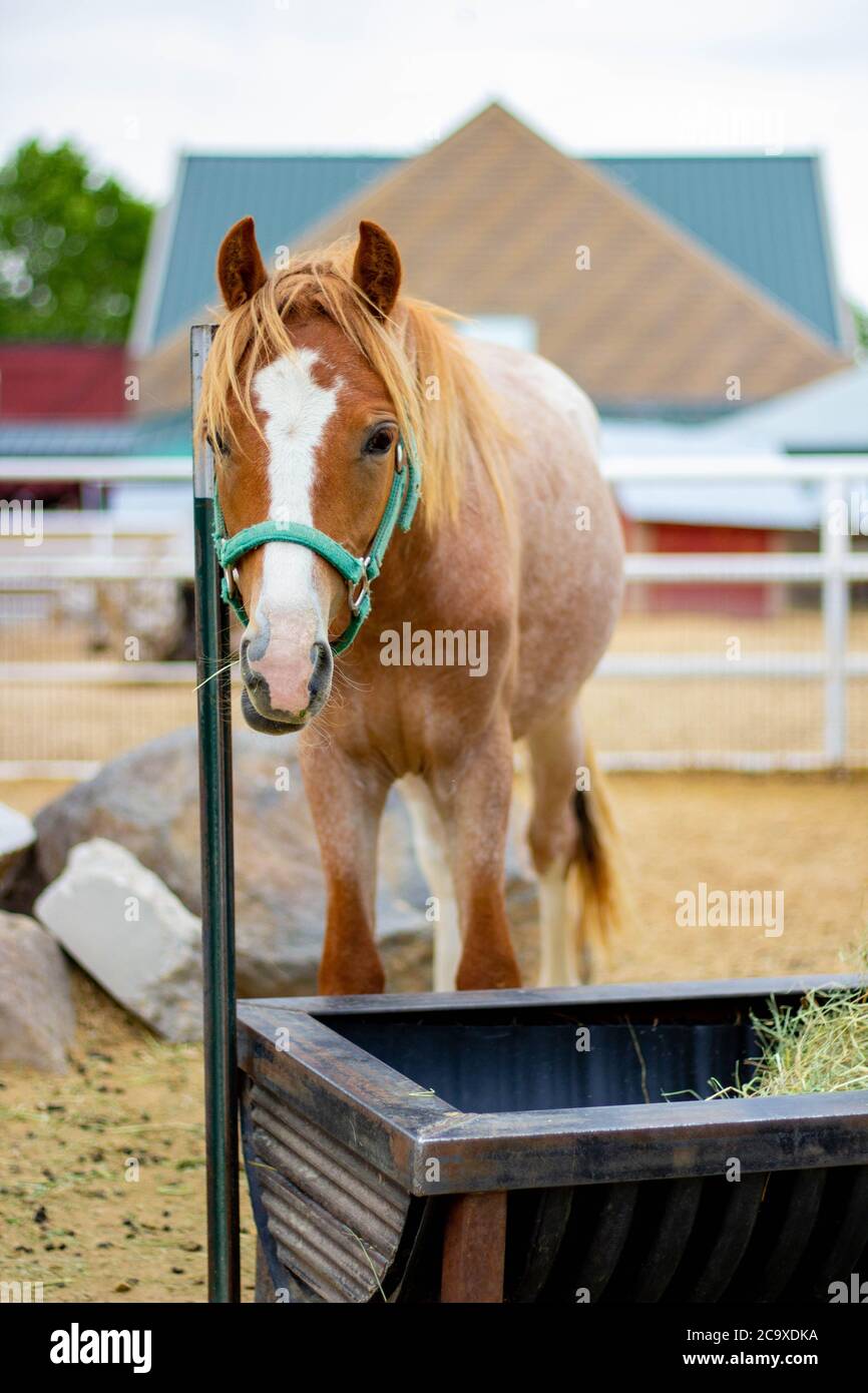 Brown Horse Eating Hay Stock Photo - Alamy