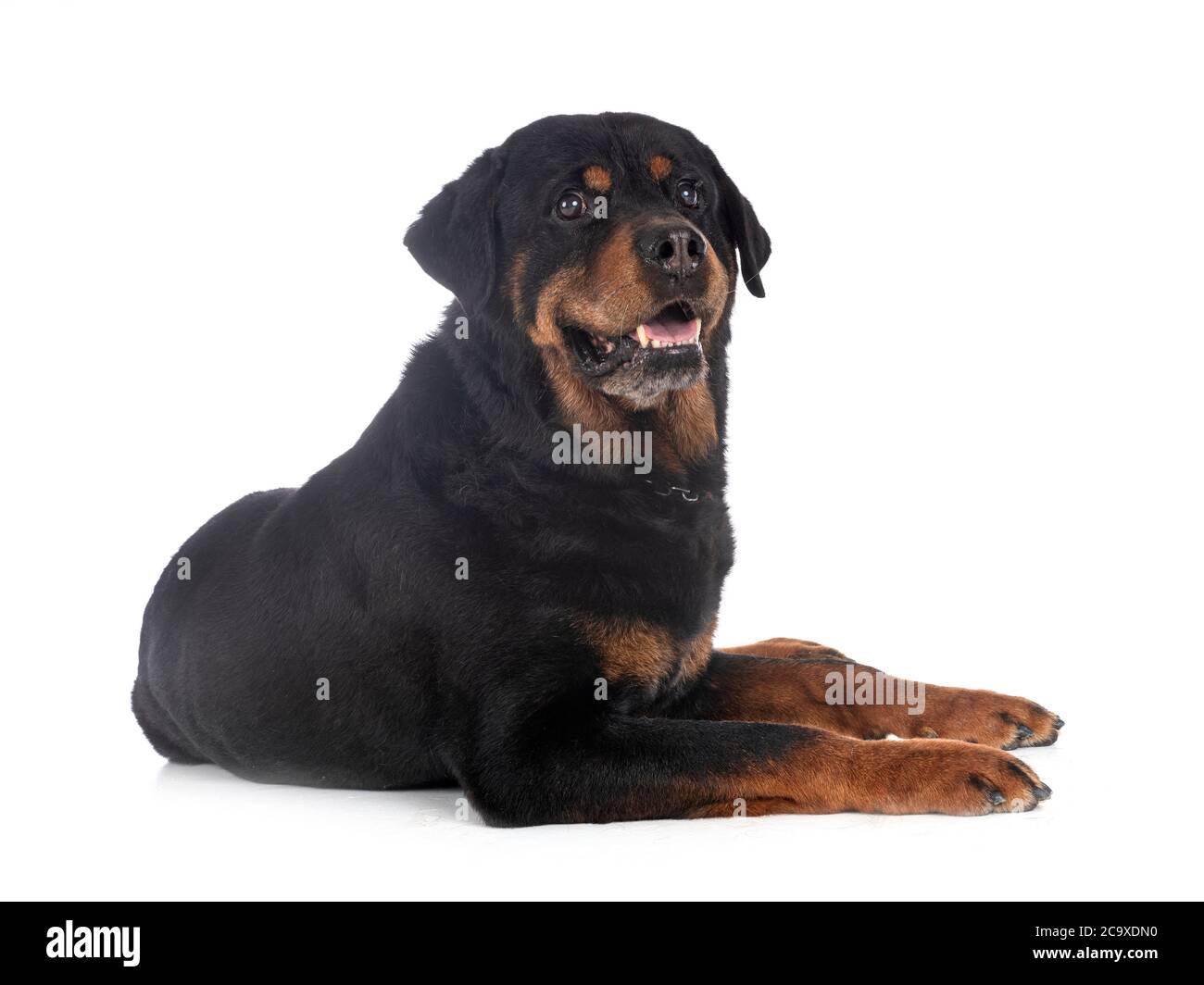 purebred rottweiler in front of white background Stock Photo - Alamy