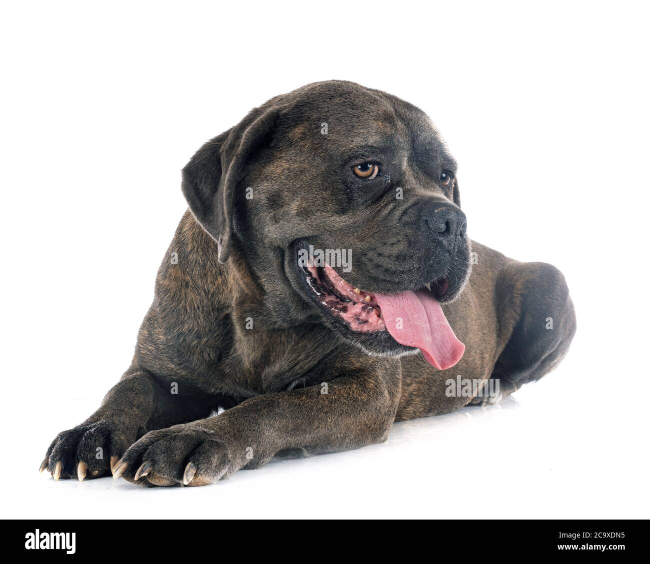 italian mastiff in front of white background Stock Photo - Alamy
