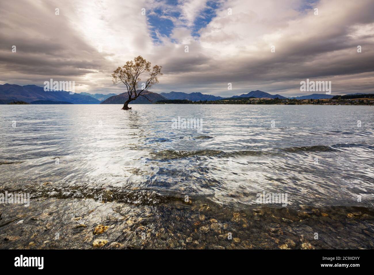 Famous Wanaka tree inside the Lake Wanaka, New Zealand Stock Photo - Alamy