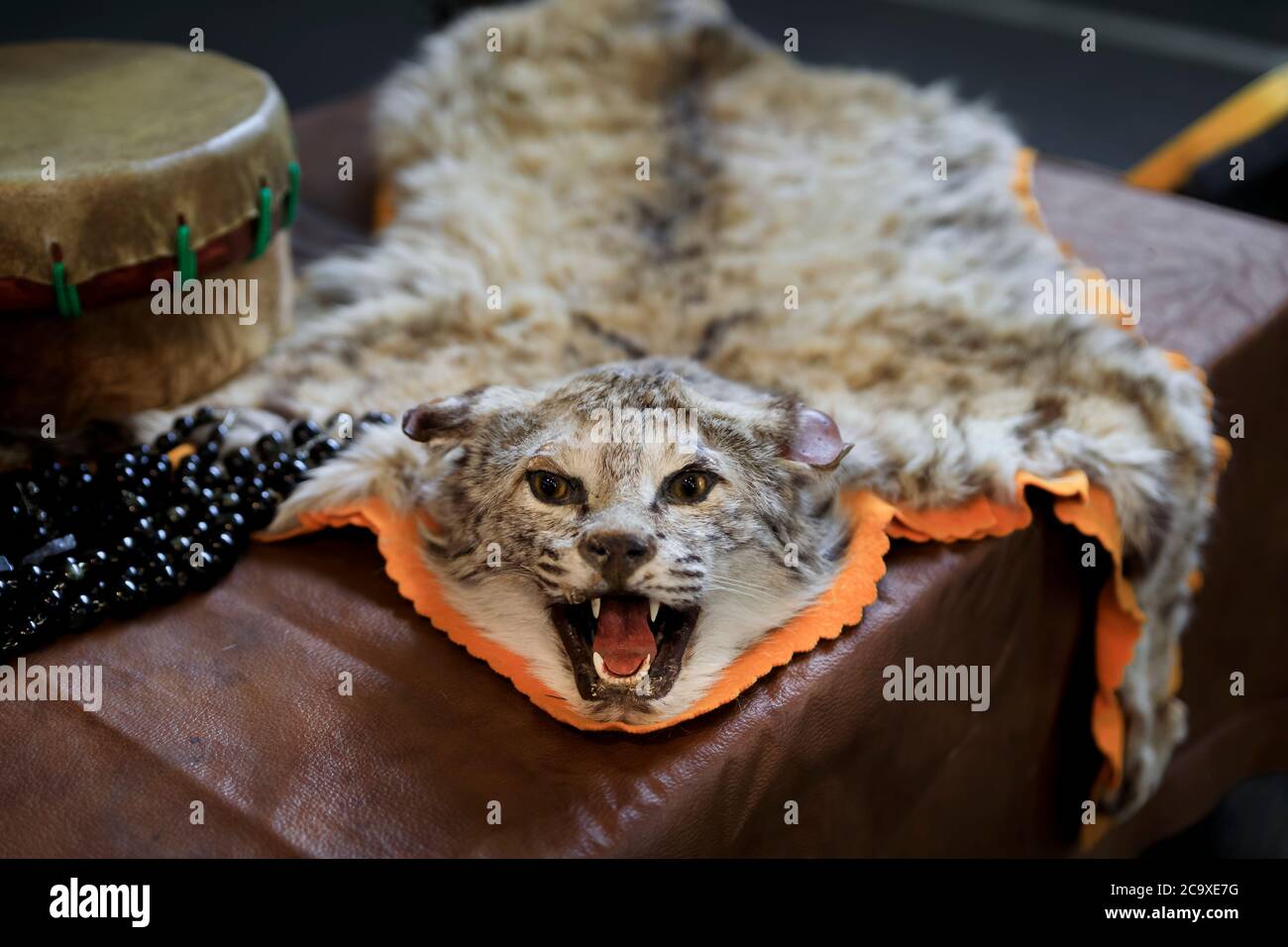 Skinning Bobcat For Selling Hides