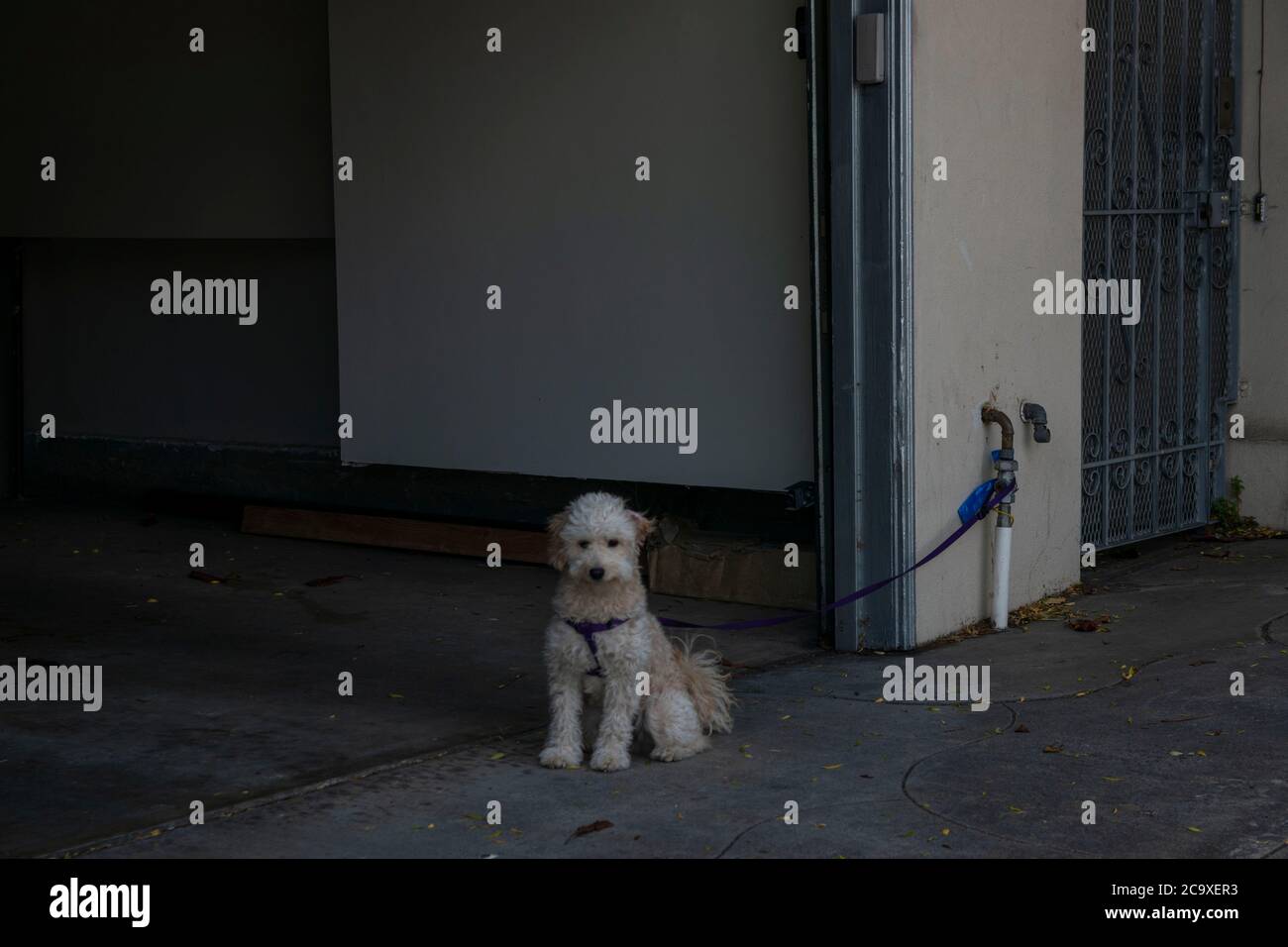 The Noe Valley neighborhood of San Francisco, CA, USA is a colorful one ...