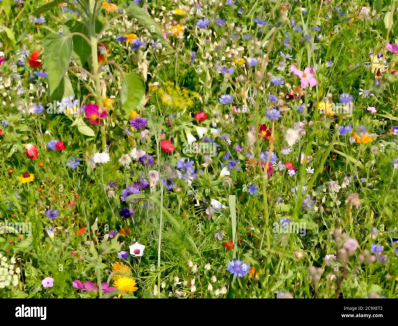 meadow with a lot of colorful flowers Stock Photo - Alamy