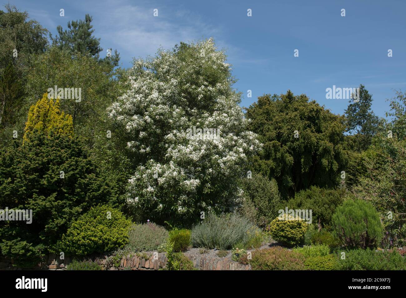 Hoheria hi-res stock photography and images - Alamy