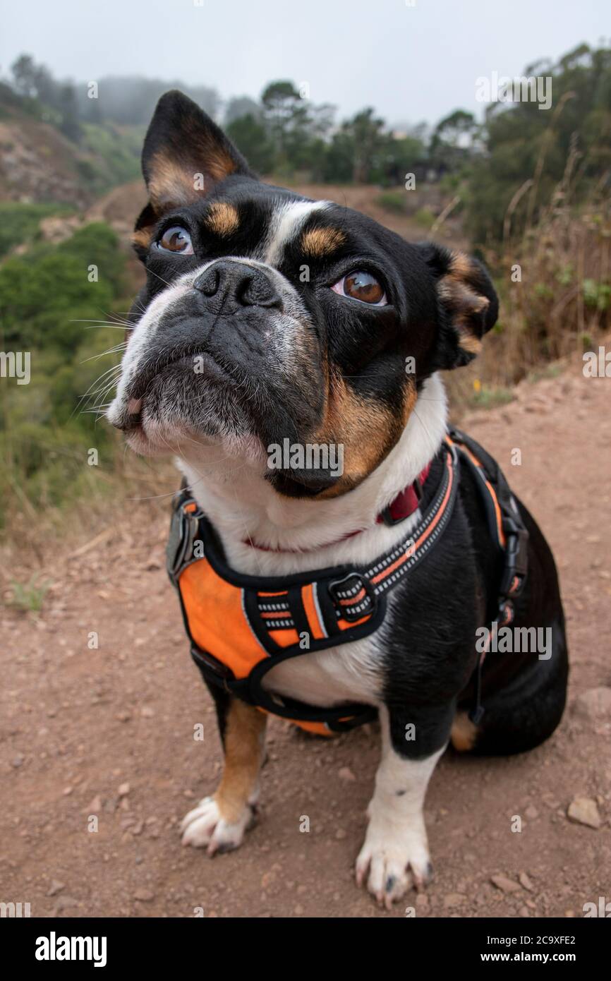 A boston terrier poses for a morning photograph in Glen Canyon Park in ...