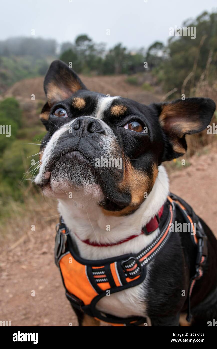 A boston terrier poses for a morning photograph in Glen Canyon Park in ...