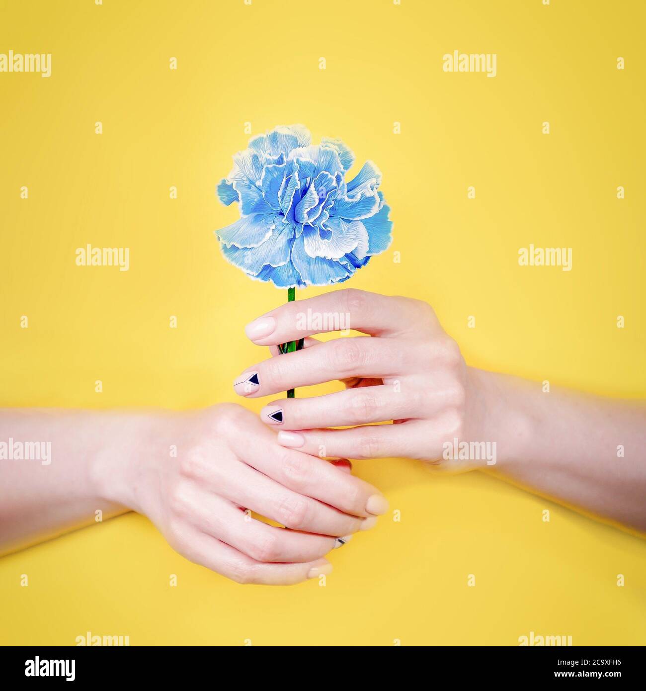 Female hands holding one blue carnation flower on a yellow background ...