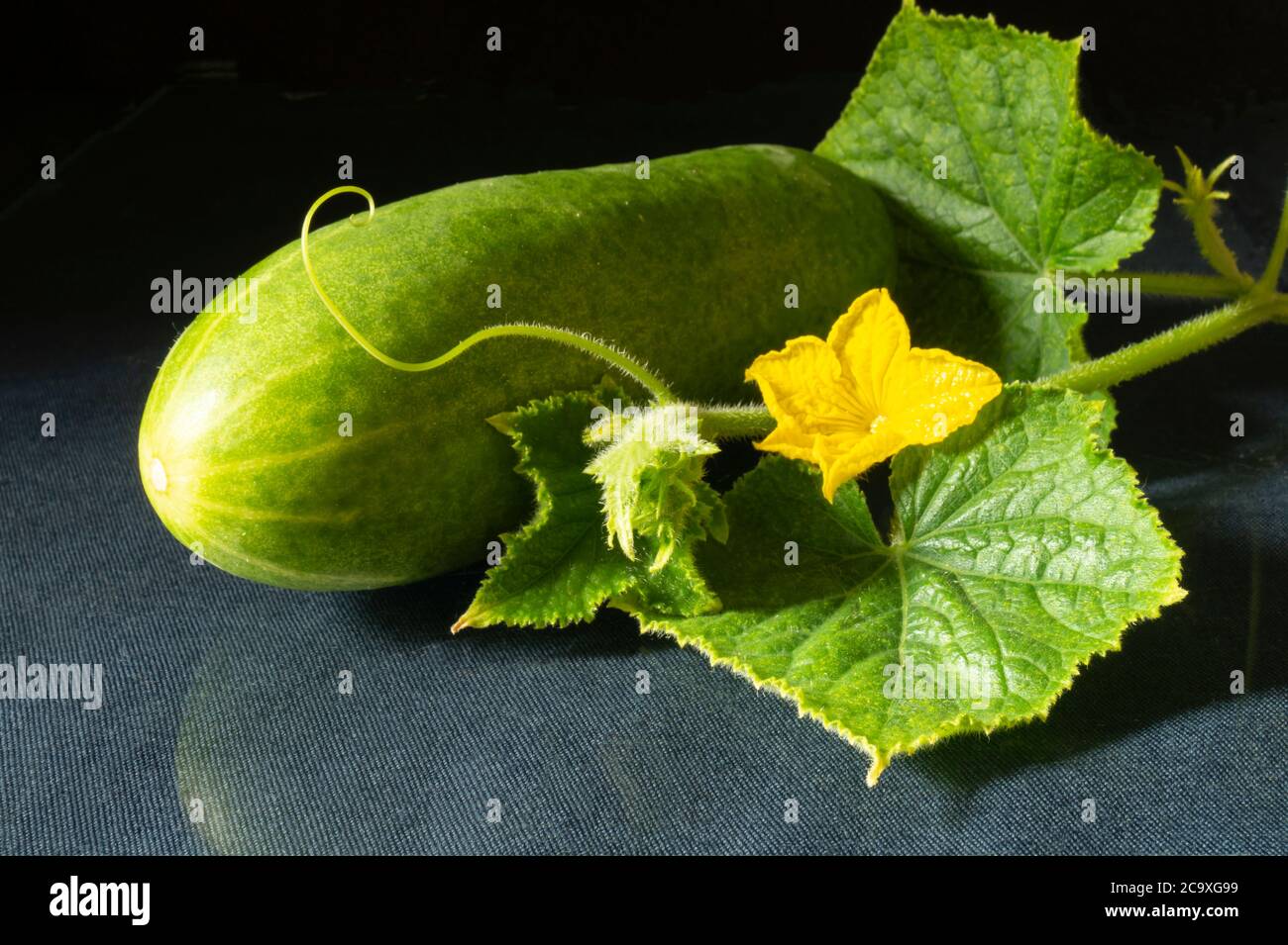Cucumber sheet hi-res stock photography and images - Alamy