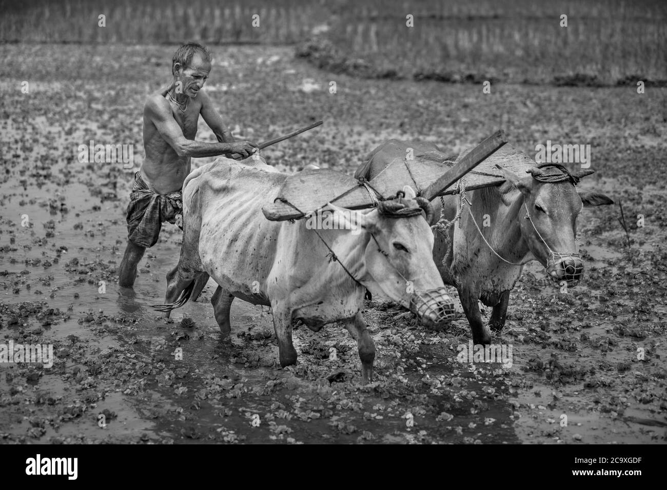 Traditional & modern Process in soil cultivations Stock Photo - Alamy