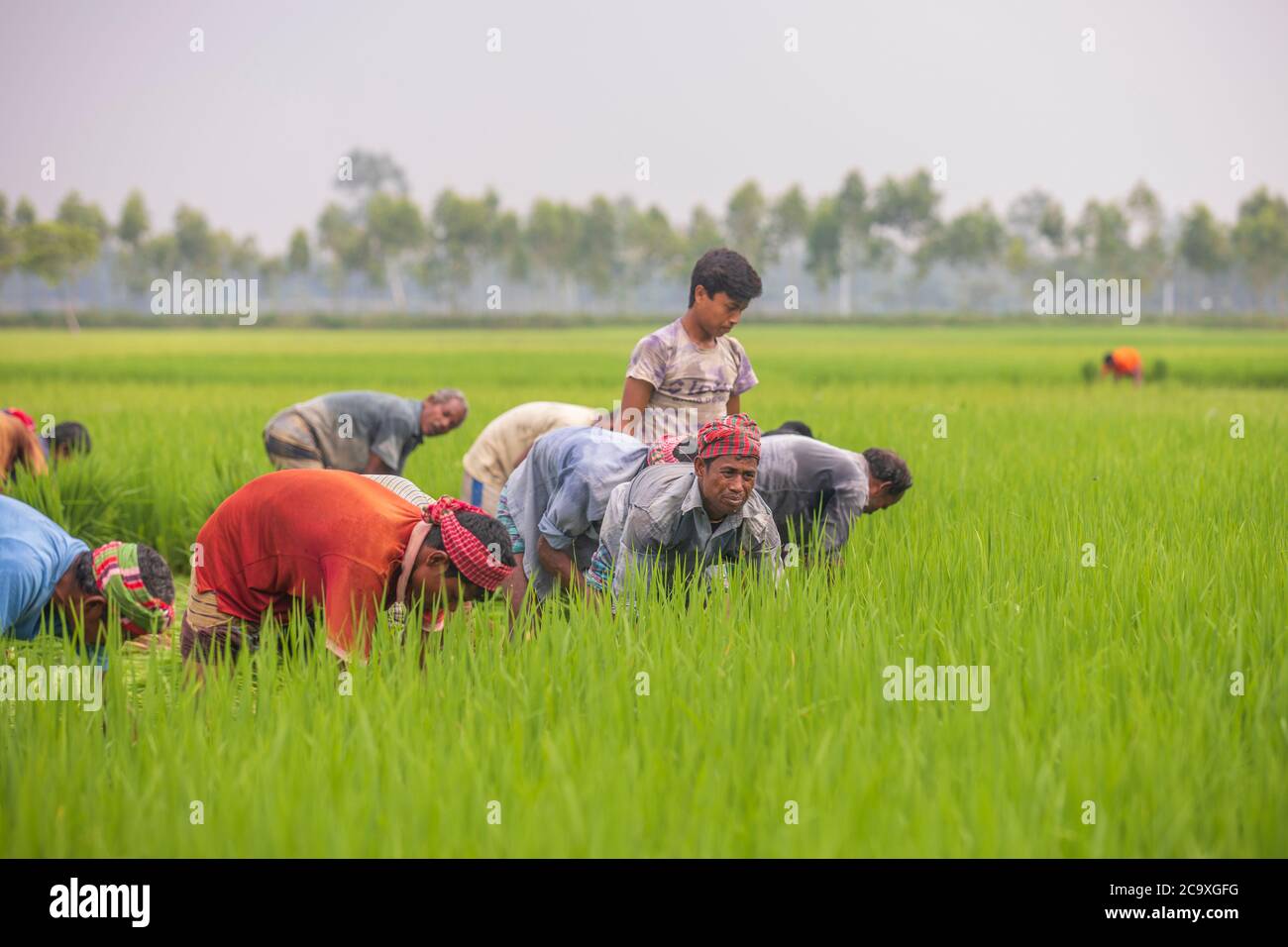 Transplanting of rice seedling hi-res stock photography and images - Alamy