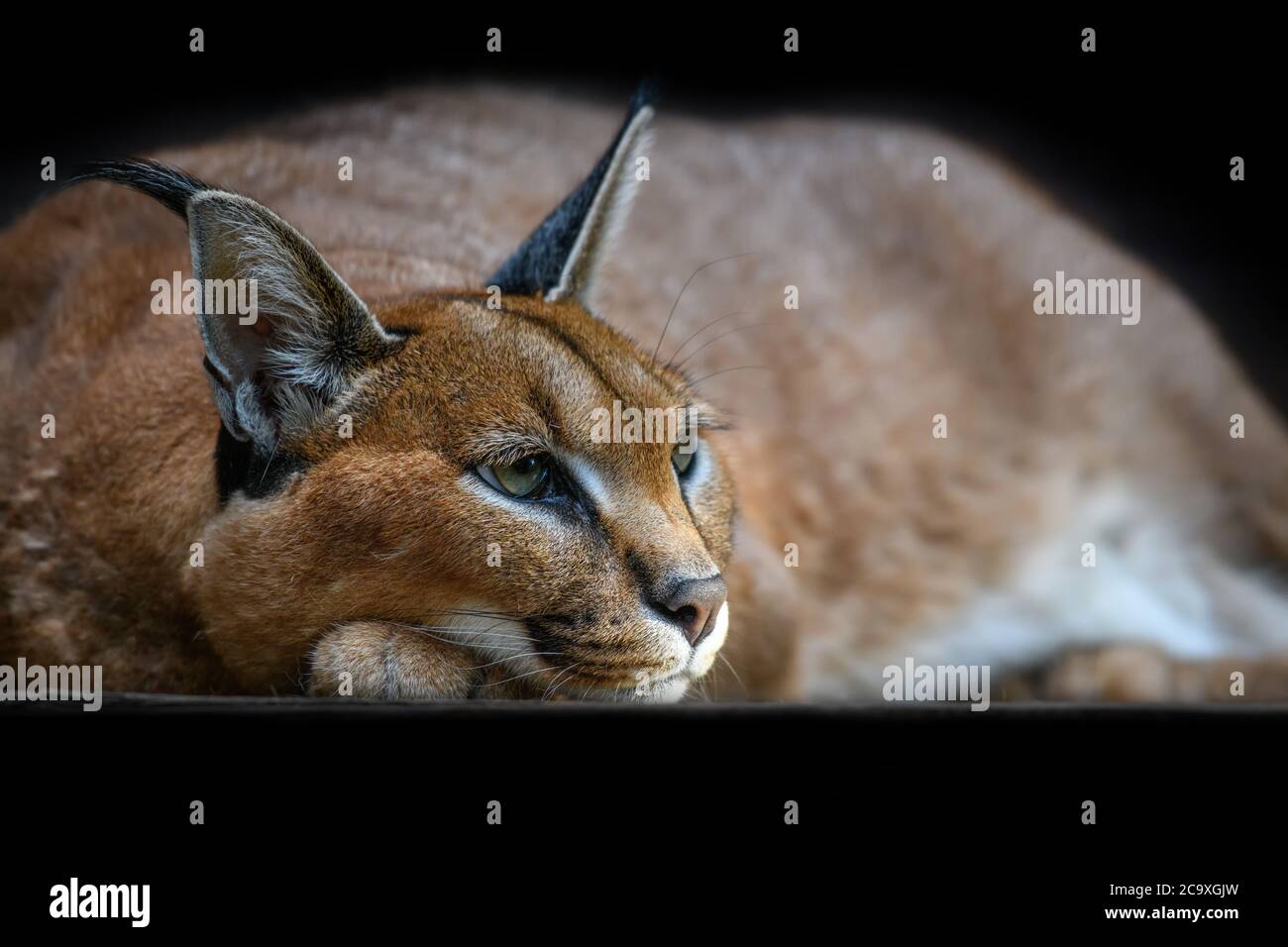 Beautiful caracal lynx over black background Stock Photo - Alamy
