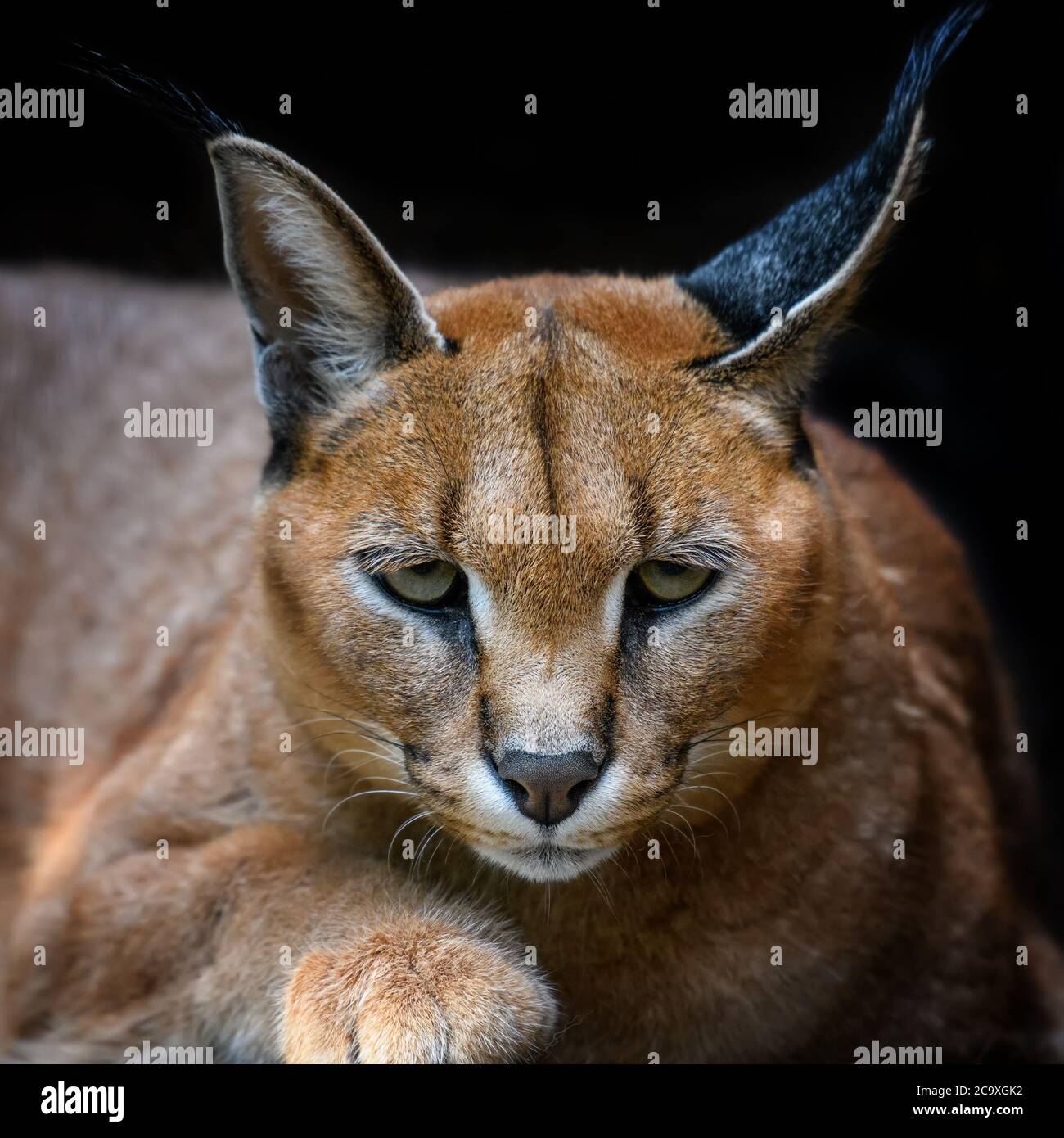 Beautiful caracal lynx over black background Stock Photo - Alamy