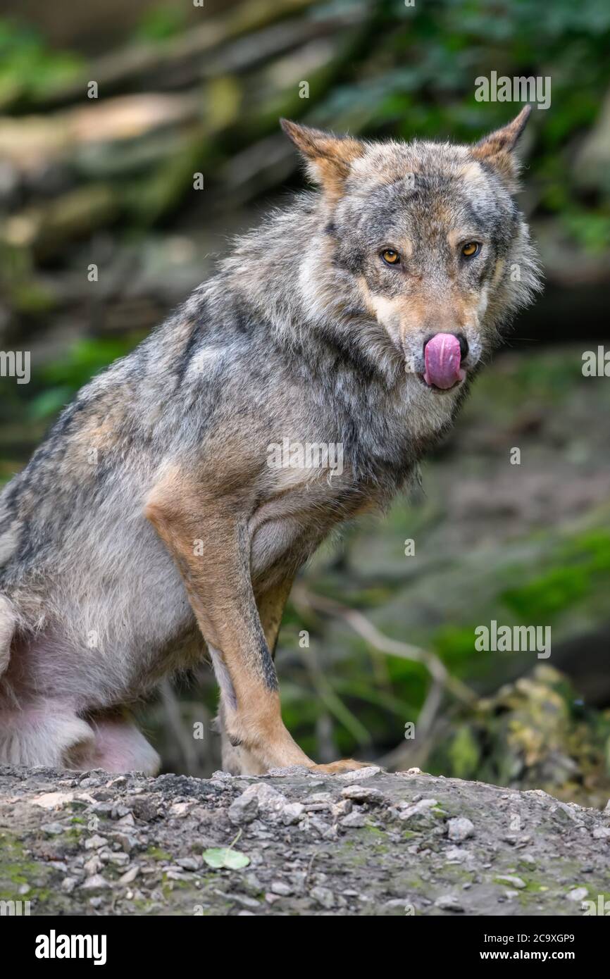 Gray wolf, Canis lupus, in the summer light, in the forest. Wolf in the ...