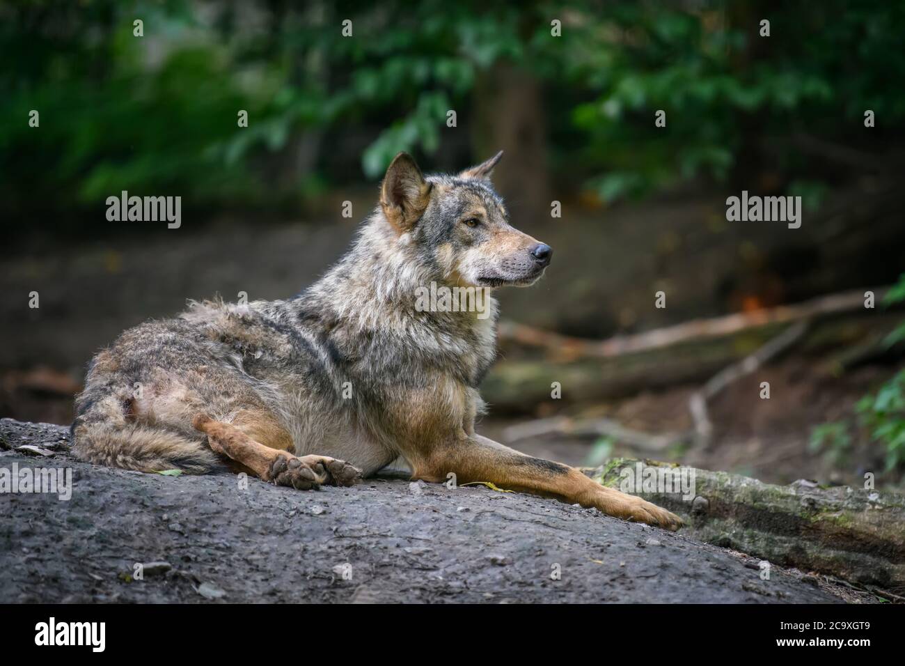 Gray wolf, Canis lupus, in the summer light, in the forest. Wolf in the ...