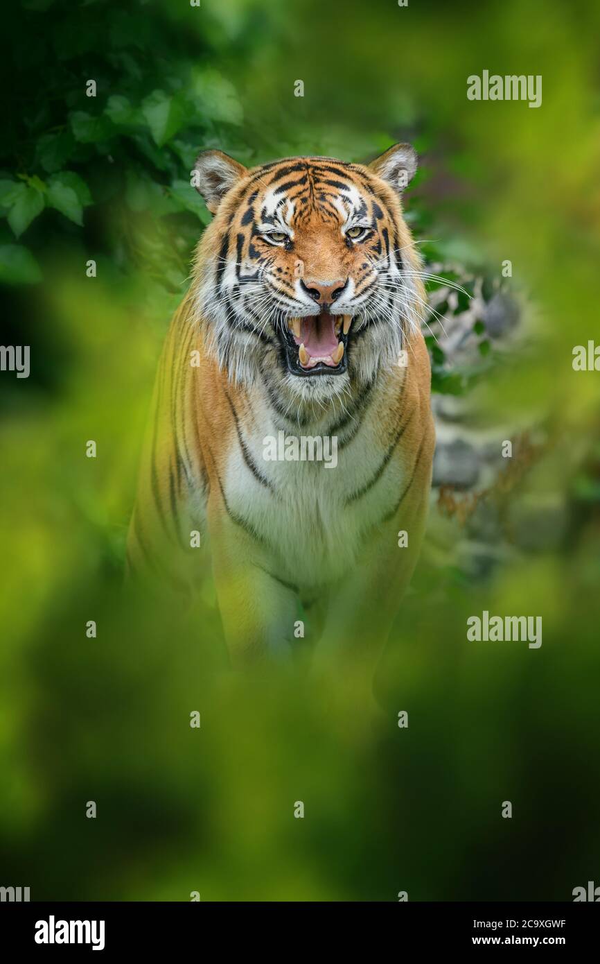 Tiger, wild animal in the natural habitat. Big cat, endangered animal ...