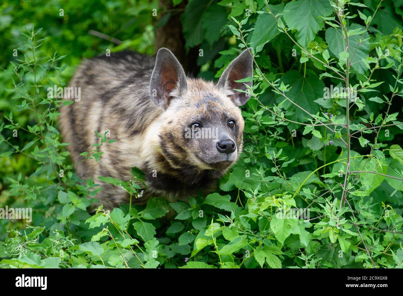 Striped hyena, Hyaena hyaena. Animal in the nature habitat. Hyena in ...