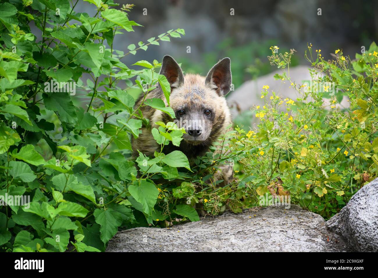 Striped hyena, Hyaena hyaena. Animal in the nature habitat. Hyena in ...
