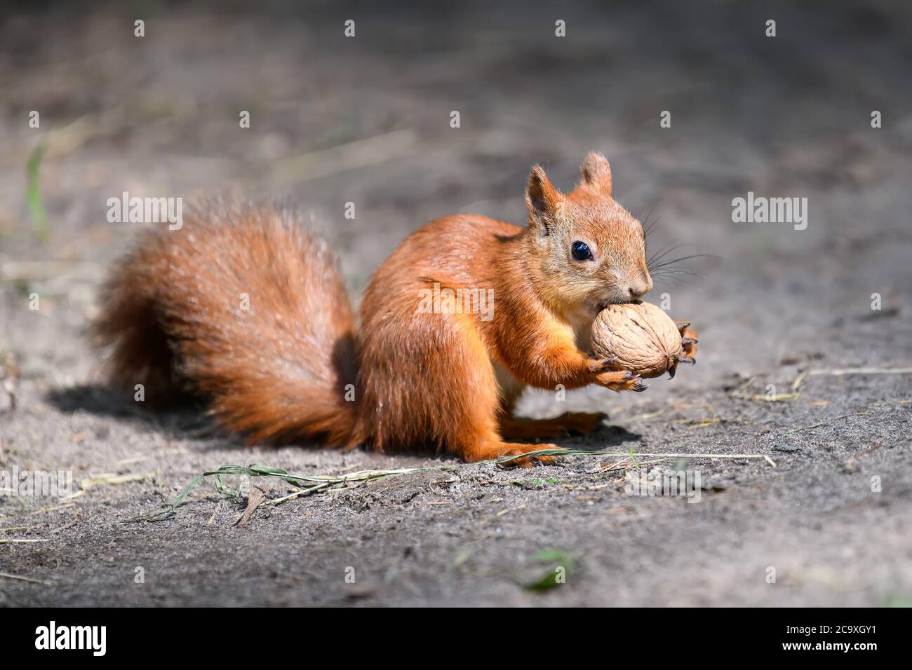 Cute red squirrel with long pointed ears eats a nut in autumn forerst ...