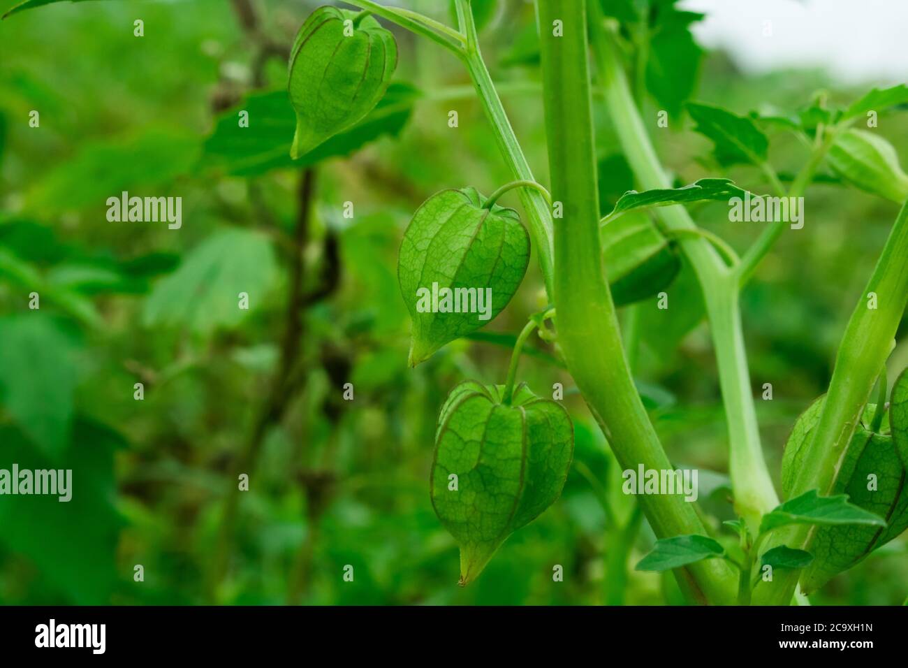 Cape gooseberry plant hi-res stock photography and images - Alamy