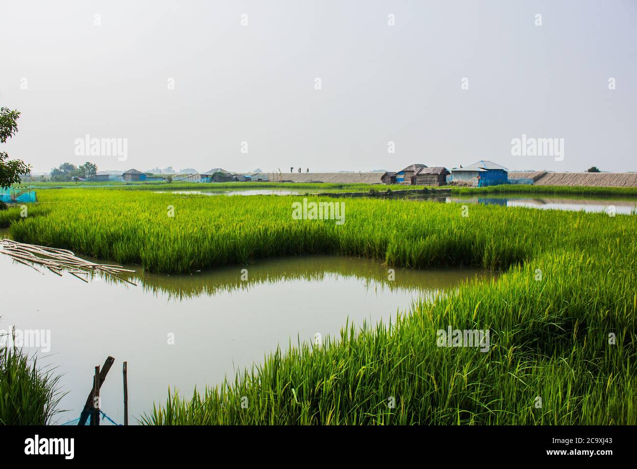 Rice field in january hi-res stock photography and images - Alamy