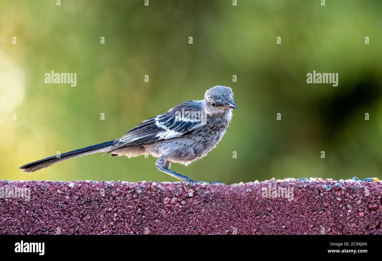 Northern Mockingbird Flight High Resolution Stock Photography and ...
